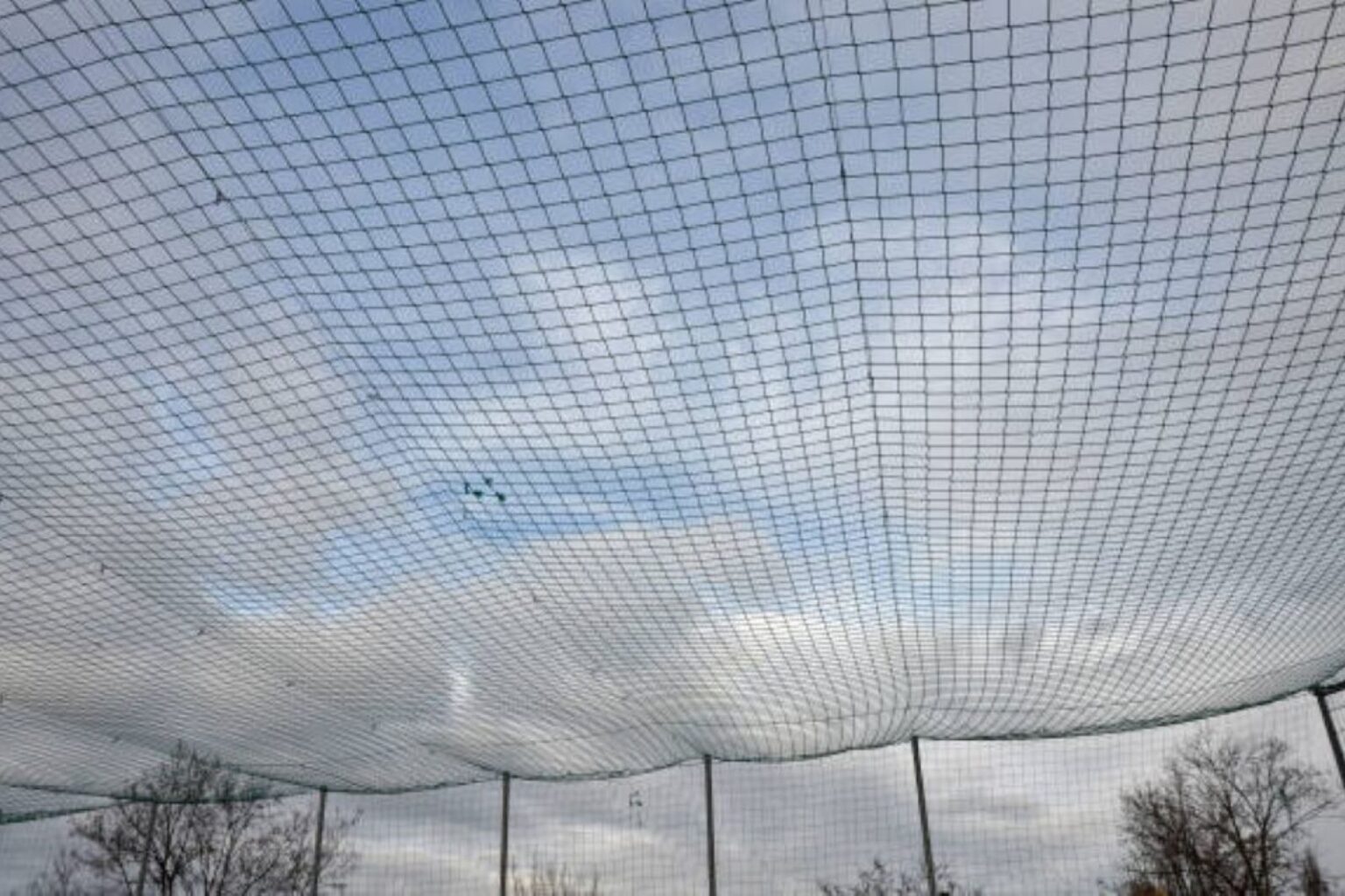 Effective Methods to Deter Birds in Every Setting - Our Better Class